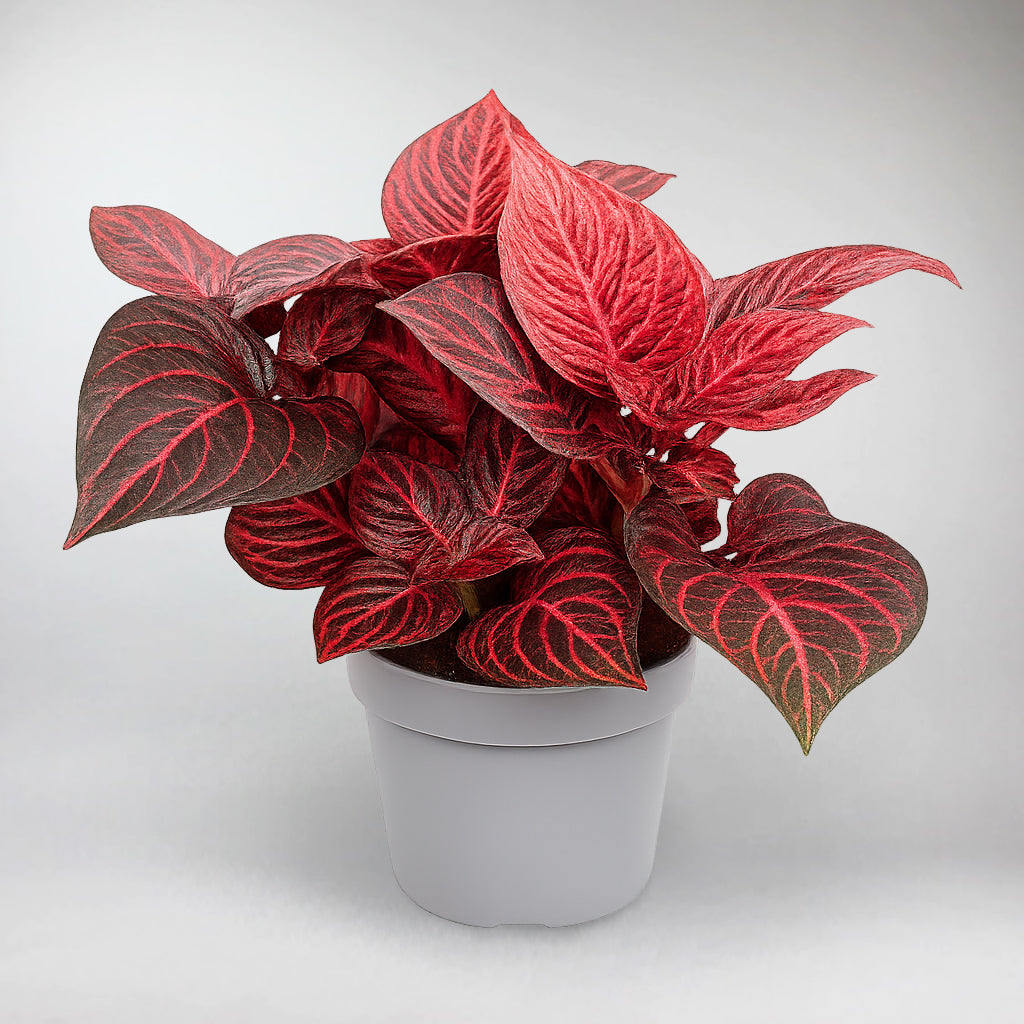 Beefsteak Plant | Iresine Herbstii Bloodleaf – Bloombox Club FR