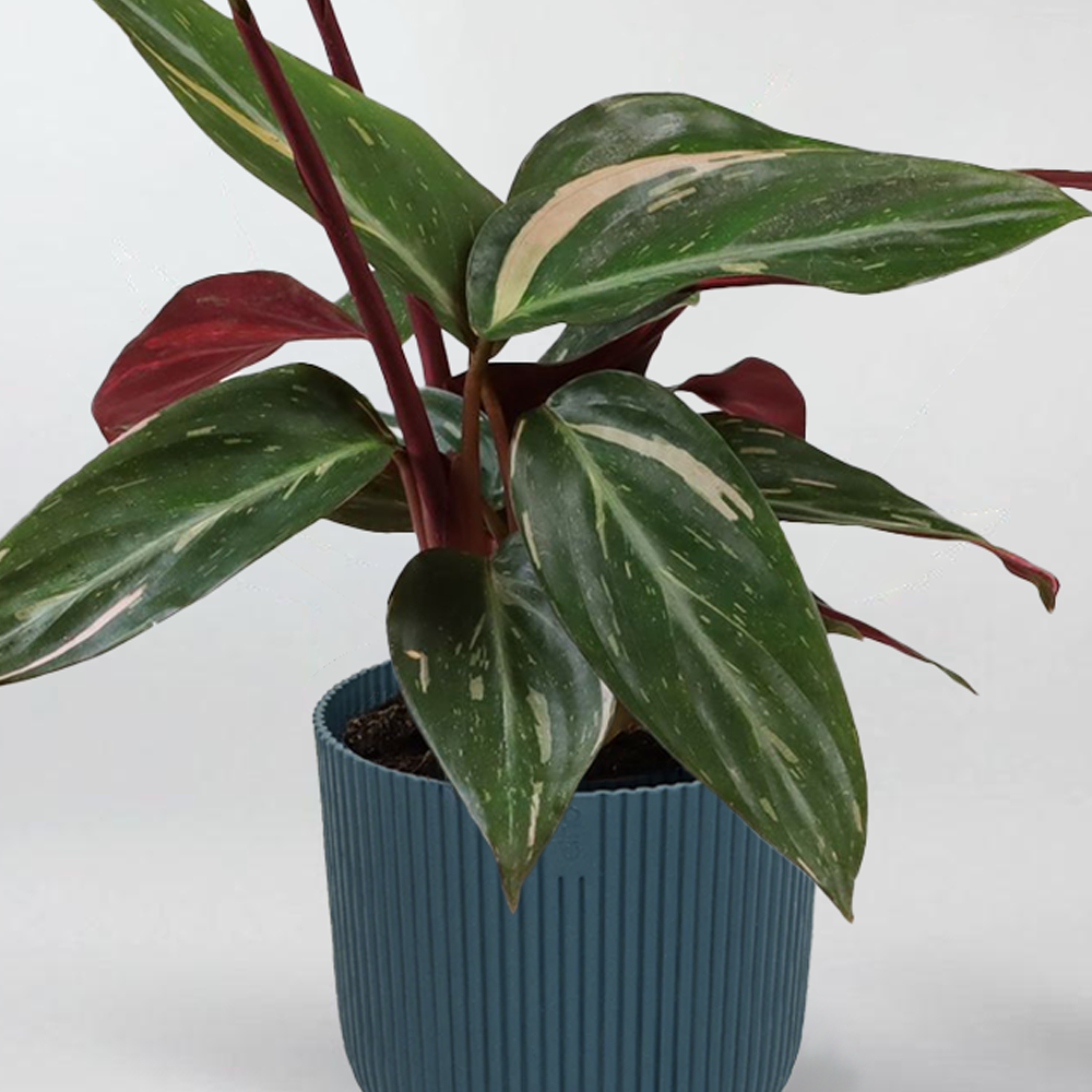 Calathea Magic Star: Plante Tropical pour Terrarium | Bloombox FR ...