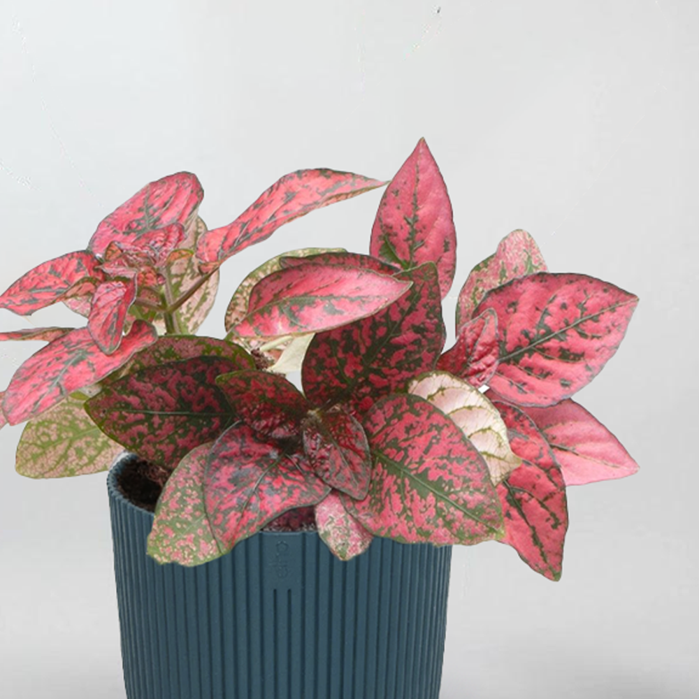 Plante à pois rouges : Accent Vibrant pour Terrarium – Bloombox Club FR