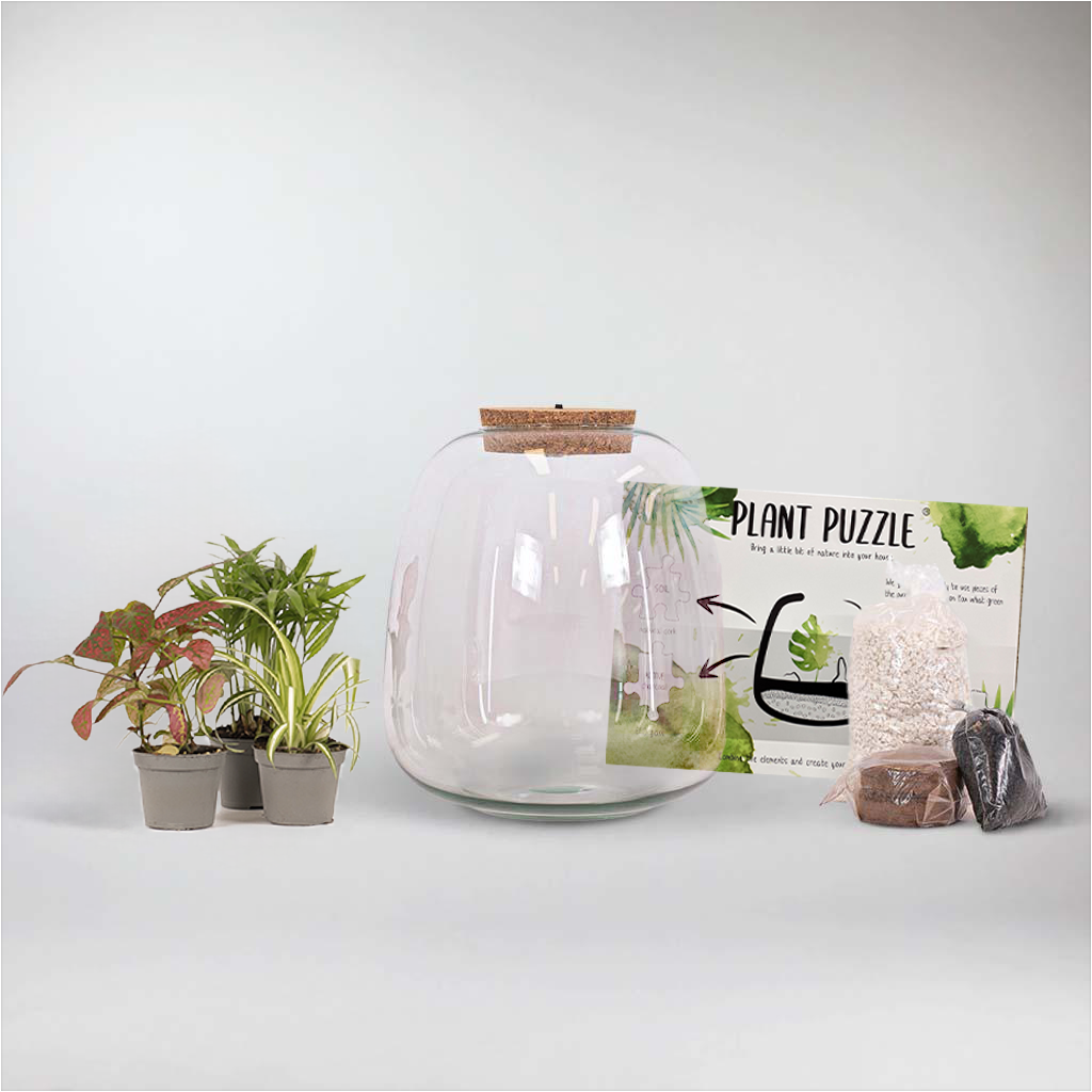 Kit DIY Terrarium Plantes du Paradis | Construisez Votre Propre ...