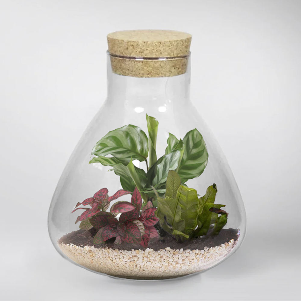 Plante Calathea 'Freddie': Ambiance Jungle pour Terrariums Bloombox FR ...