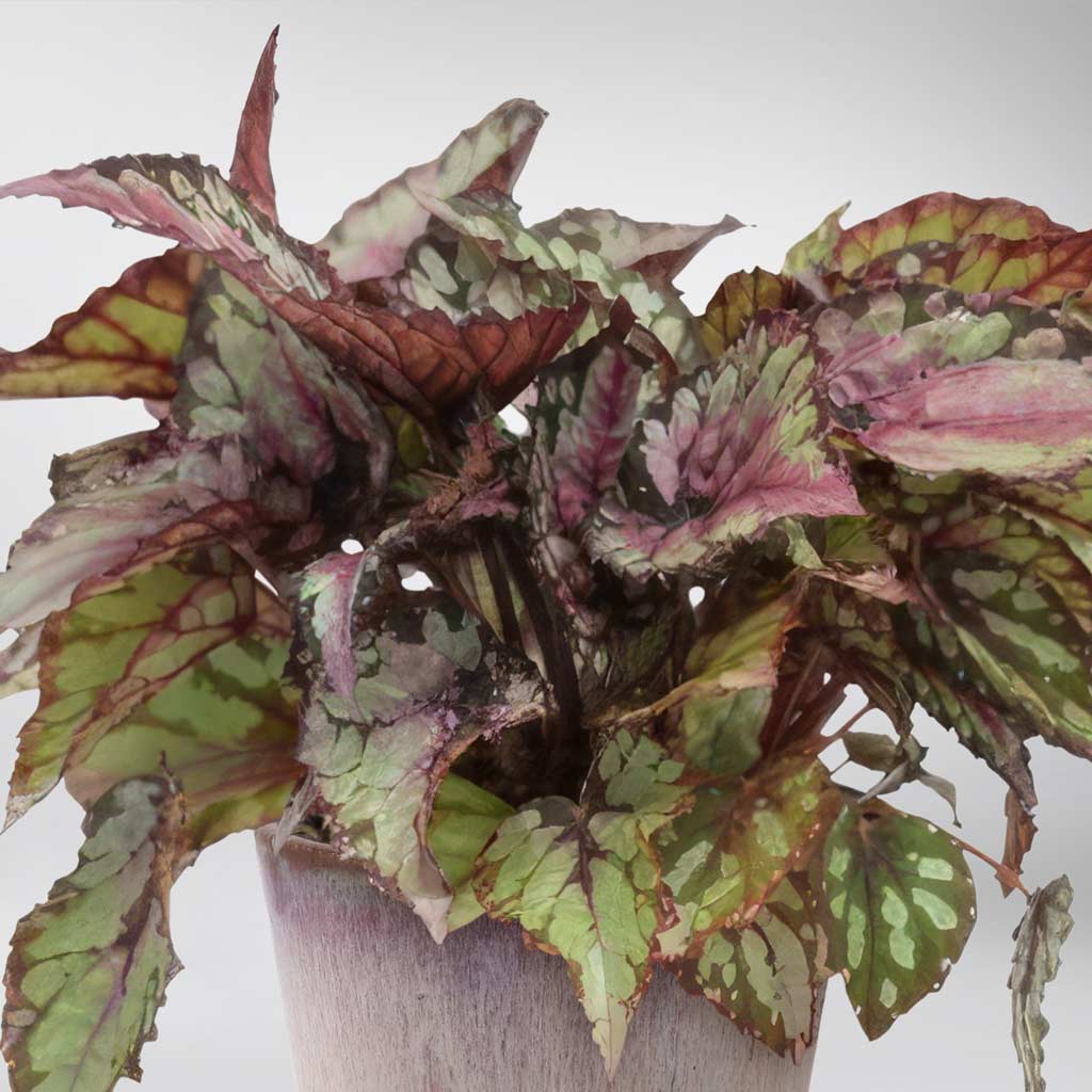 Begonia Rex 'Salsa' – Bloombox Club FR