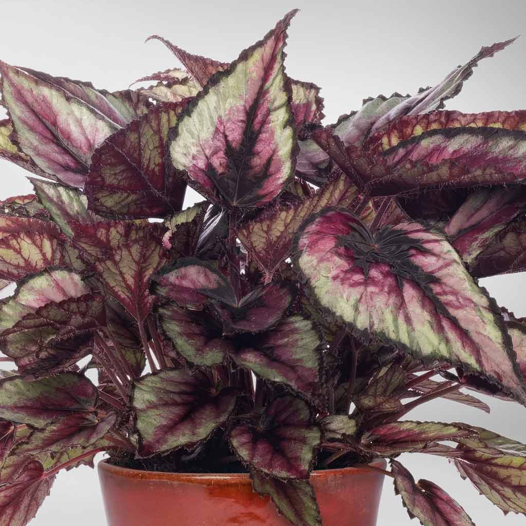 Begonia Rex 'Red Tango' – Bloombox Club FR