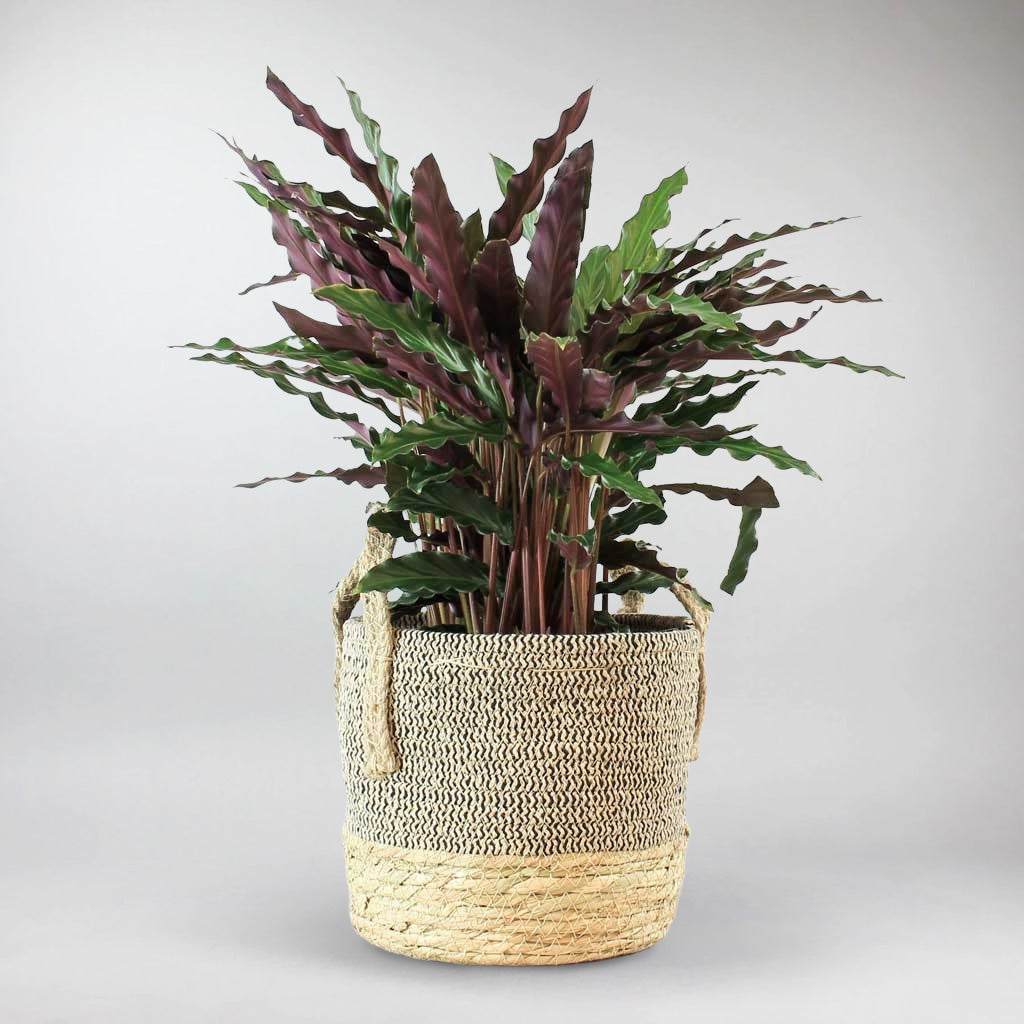 Calathea Rufibarba Elgergrass: Plante Purificatrice d'Air | BloomboxFR ...