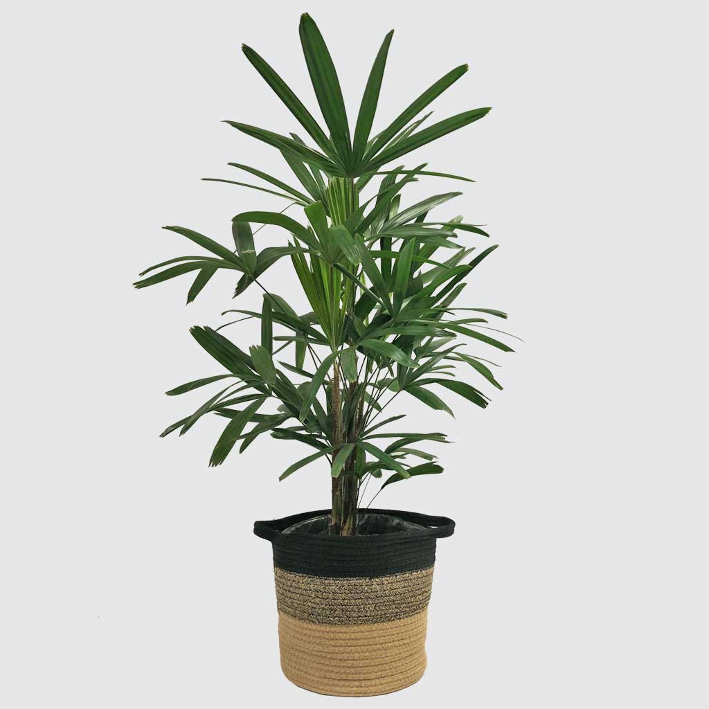 Rhapis Excelsa: Plante de Bambou Feng Shui pour Jardins Zen – Bloombox ...
