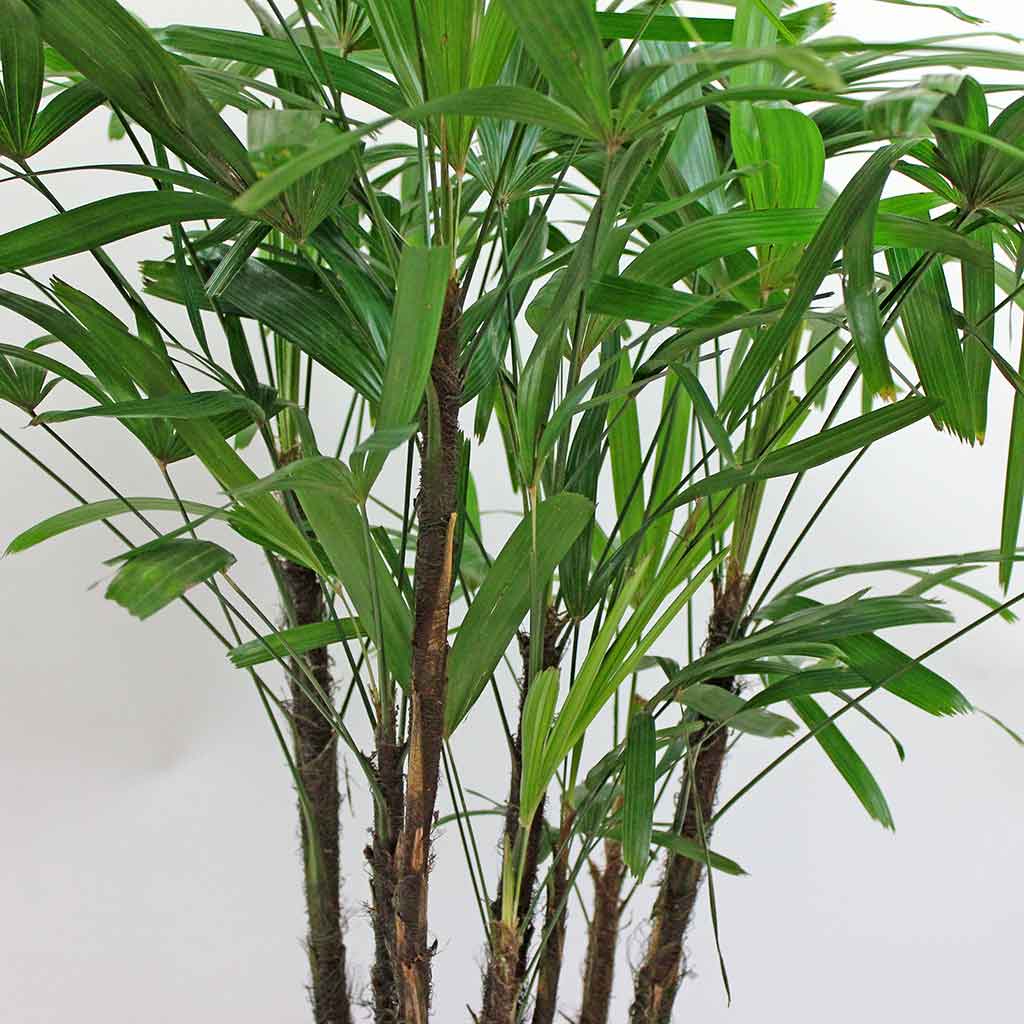 Rhapis Excelsa: Plante de Bambou Feng Shui pour Jardins Zen – Bloombox ...