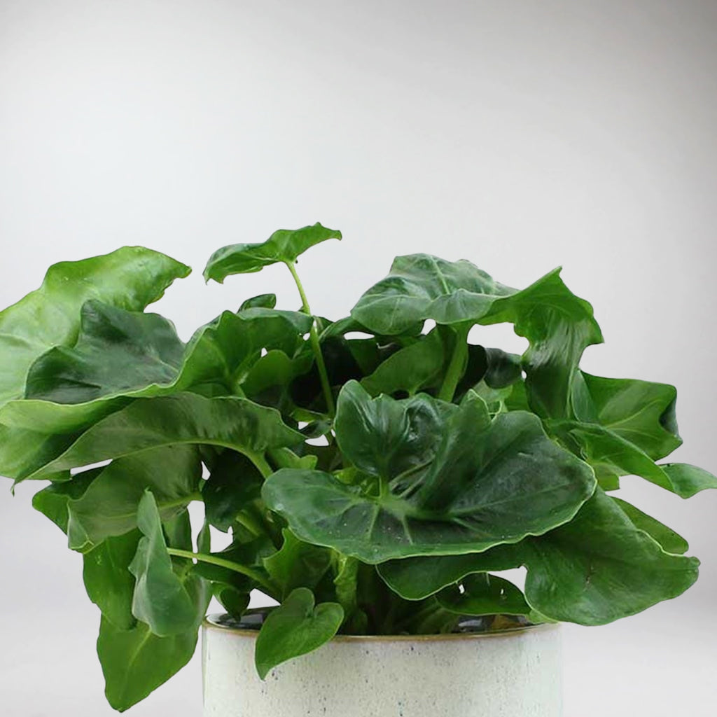 Philodendron Atom: Plante Compacte et Facile d'Entretien pour la Maison ...