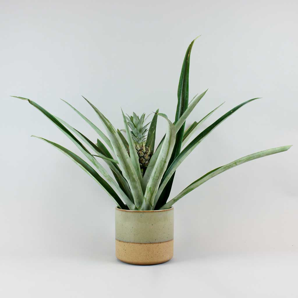 Plante Ananas 'Champaca' | Cadeau Plante Unique pour Hommes – Bloombox ...