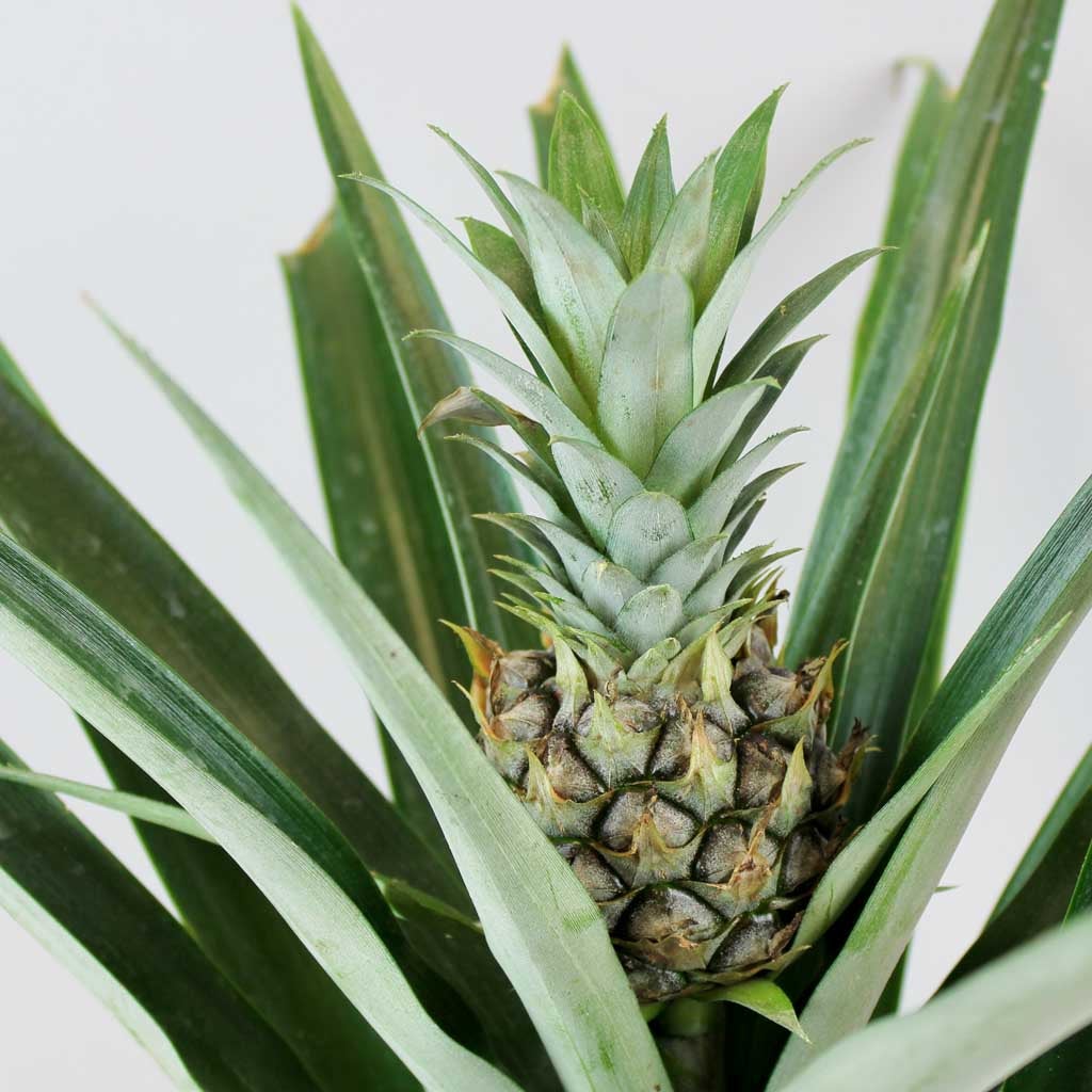 Plante Ananas 'Champaca' | Cadeau Plante Unique pour Hommes – Bloombox ...