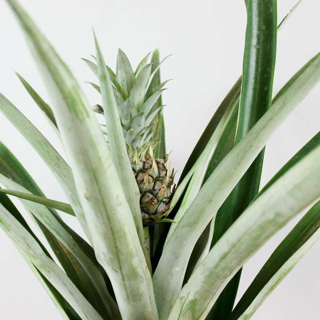 Plante Ananas 'Champaca' | Cadeau Plante Unique pour Hommes – Bloombox ...